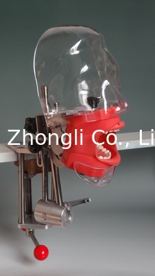 Cheap Dental Dummy Head for Student or Clinic supplier