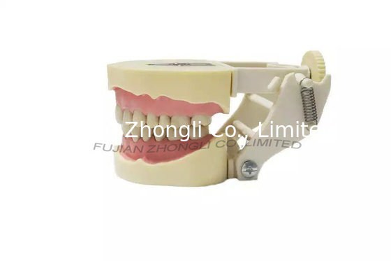 Dental Techniques  Auxiliary Training Manikin Adult &amp; Bench Or Chair Mount supplier