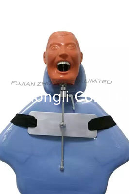 Dental Simulator Manikin Phantom Head Chair Mount Typodont Model supplier