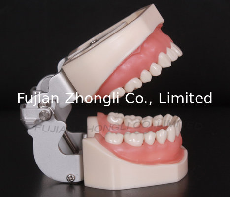 typodont teeth model with removable screw teeth supplier