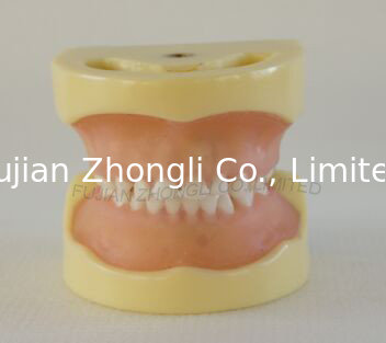 20 teeth Pediatrics Jaw Model supplier
