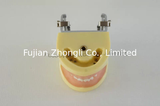 20 teeth Pediatrics Jaw Model supplier