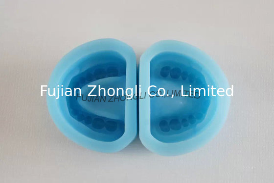 Plaster Jaw Model supplier