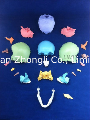 colored skull model-22parts supplier