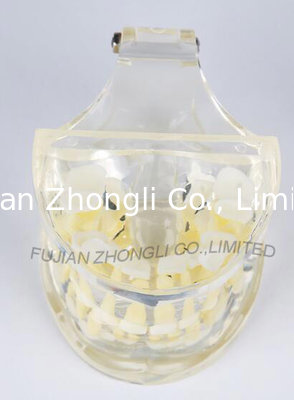 Dental Transparent Standard Model of 3 - year - old Alternative Model supplier