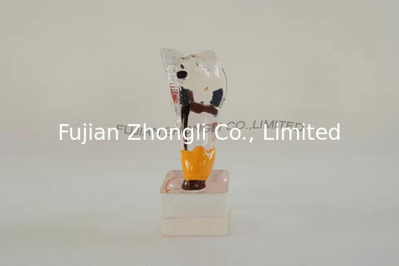 dental transparent 4 times periodontal disease model supplier