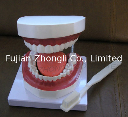 High Quality Nursing Training Teeth Burshing supplier