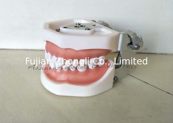 High Quality Typodont Teeth Model with Removable Screw Teeth supplier