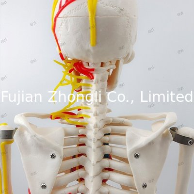 Inflexible Spine 85cm Human Anatomical Skeleton Model with Nerves and Blood Vessels for Teaching and Sports Medicine supplier