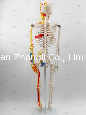 Inflexible Spine 85cm Human Anatomical Skeleton Model with Nerves and Blood Vessels for Teaching and Sports Medicine supplier