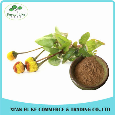 GMP Manufacturer Supplying High Quality Healthy for Hair Spilanthol 10:1 Acmella Oleracea Flower Extract supplier