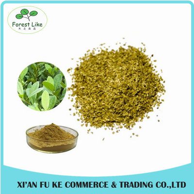 Best Selling Natural Yerba Mate Extract Polyphenol Tannin acid supplier