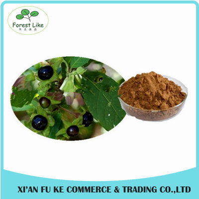 Atropa Belladonna Extract Powder Hyoscyamine 0.7% -1.5% supplier