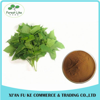 Organic Sweet Potato Leaf Extract Powder 10:1 for improve Hunman Immunity supplier
