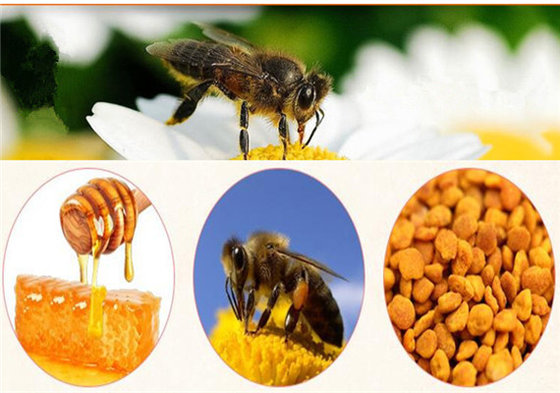 Water Soluble Propolis Extract Powder for Keeping Good Health supplier