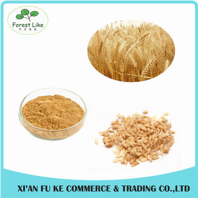 Barley Malt Extract Powder Hordenine 98% supplier