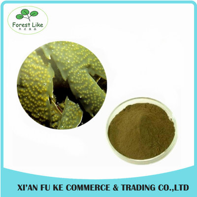 High Quanlity Fucus Vesiculosus Extract Powder supplier