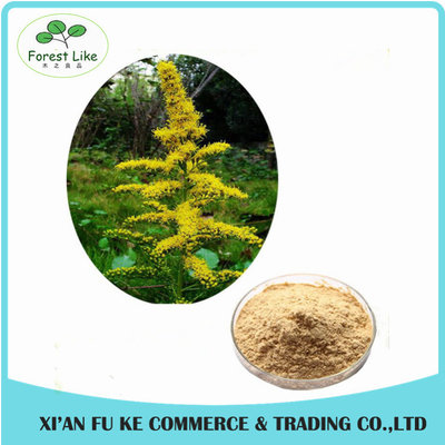 Water Soluble Witch Hazel P.E./Herbal Hamamelis Virginiana Extract for Cosmetic supplier