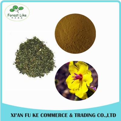 100% Natural Mullein Leaf Extract Powder 10 : 1 supplier