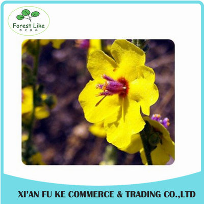 100% Natural Mullein Leaf Extract Powder 10 : 1 supplier