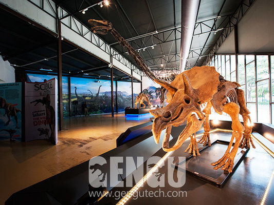 Triceratops Skeleton(#GG-1869) Dino Buried Statue