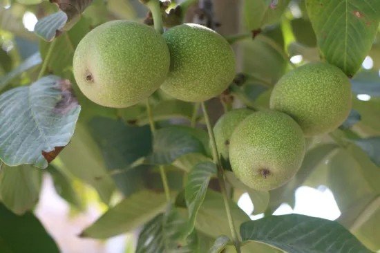 China Cheap Walnut in Shell