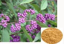 Callicarpa nudiflora Extract、flavones 24% $25 ★The