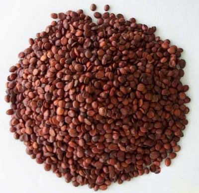 Jujuba Extract