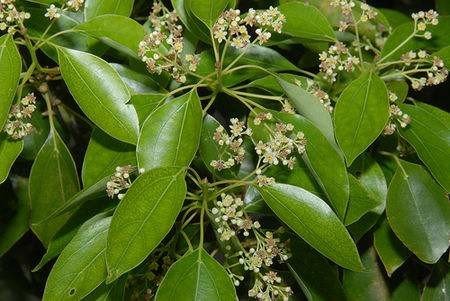 100% Natural Brown Red Camphor oil