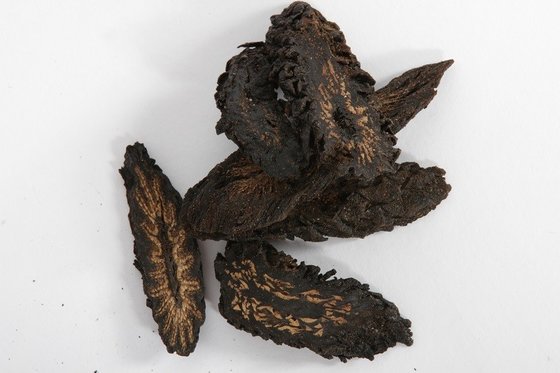 Cistanche Tubulosa Extract Supplier
