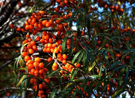 Sea Buckthorn Extract Supplier