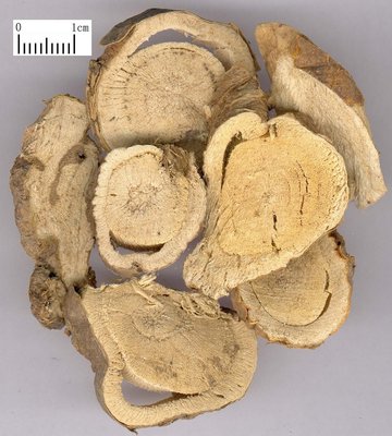 Sophora Root Extract Supplier