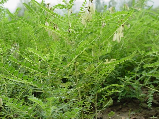 Astragalus Root Extract protect liver Manufacturer