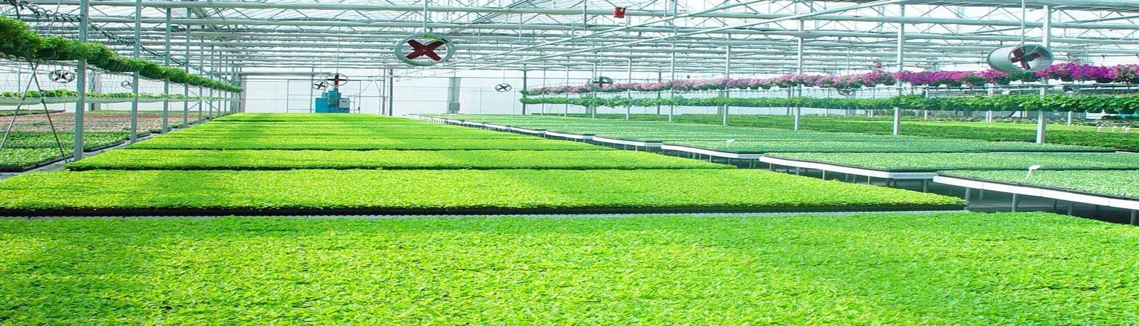 quality Agriculture LED Lights factory