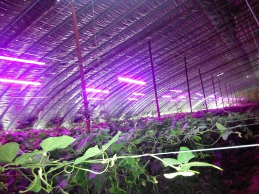 SMD2835 3014 Type Agriculture LED Lights Full Spectrum T5 T8 Led Grow Tube