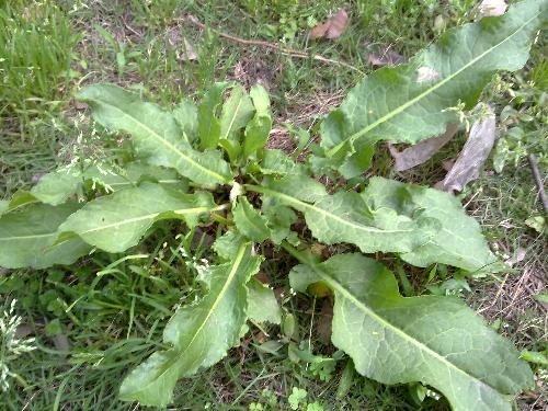 Sorrel herb powder, Rumex acetosa Extract, antibacterial, Antioxidant, Antitumor herb ingredient, Shaanxi Yongyuan