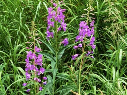 Willowherb extract, Epilobium Parviflorum Extract,  antibacterial, anti-inflammatory, 100% natural skin care ingredient