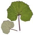 Coltsfoot leaf Extract, Tussilago leaf Extract,  4:1, Chines Manufacturer, natural cosmetic ingredient,
