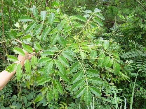 Quassia Extract, Picrasma quassioides Extract, TCM, Chinese manufacturer , Shaanxi Yongyuan Bio-Tech