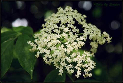 Elder flowers powder, Elder flowers Extract, 100% natural skin care ingredients, manufacturer, Shaanxi Yongyuan Bio-Tech