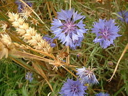 Cornflower Extract, Centaurea cyanus Extract 4:1, natural cosmetic ingredient, Shaanxi Yongyuan Bio-Tech manufacturer