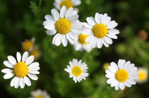 Daisy Extract, Bellis perennis Extract, 4:1, 100% natural, high quality, Shaanxi YongyuanBio-Tech