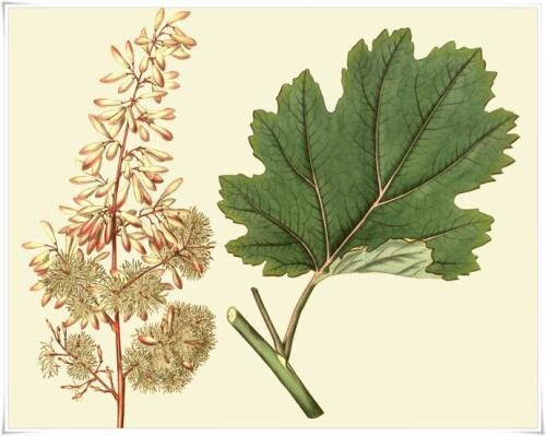 Macleaya Cordata Extract, Total alkaloids 60% HPLC, 10:1 TLC, Natural pesticide ingredient, Shaanxi Yongyuan Bio-Tech