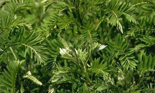 Sophora flavescens Extract, Matrine 98%, CAS No.: 519-02-8, Manufacturer supply, High quality,Shaanxi Yongyuan Bio-Tech