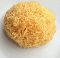 Tremella Fuciformis Extract, snow fungus Extract, Polysaccharides10%-30%UV, high quality , Manufacturer, Yongyuan Bio