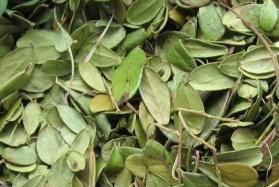 Uva Ursi Extract, Arbutin 20%-99%, 4:1,10:1, natural ingredients for skin whitening, exporter, Shaanxi Yongyuan Bio-Tech