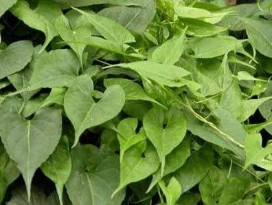 Polygonum Multiflorum Extract, HE SHOU WU P.E., 2%;10:1,Traditional Chinese Medicine Extract, Manufacturer, Yongyuan Bio