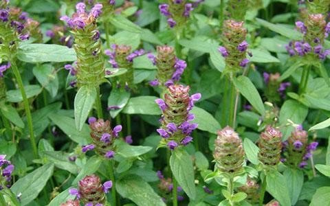 Prunella Vulgaris Extract, Selfheal Extract, 10:1 TLC, Ingredient for women health, Chinese factory supply, Yongyuan Bio