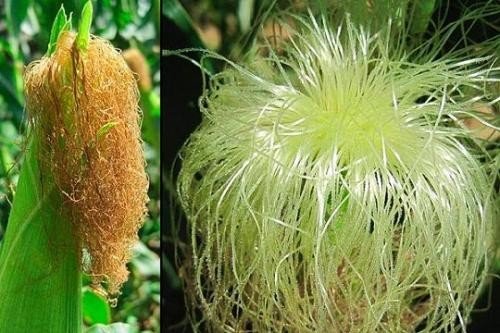 Corn Silk Extract, 10:1 , 5% Beta-sitosterol, high quality, Chinese manufacturer, Shaanxi Yongyuan Bio-Tech