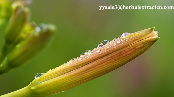 Hemerocallia Fulva extract, Hemerocallis citrine Extract, 10:1 TLC,  Manufacturer, Shaanxi Yongyuan Bio-Tech